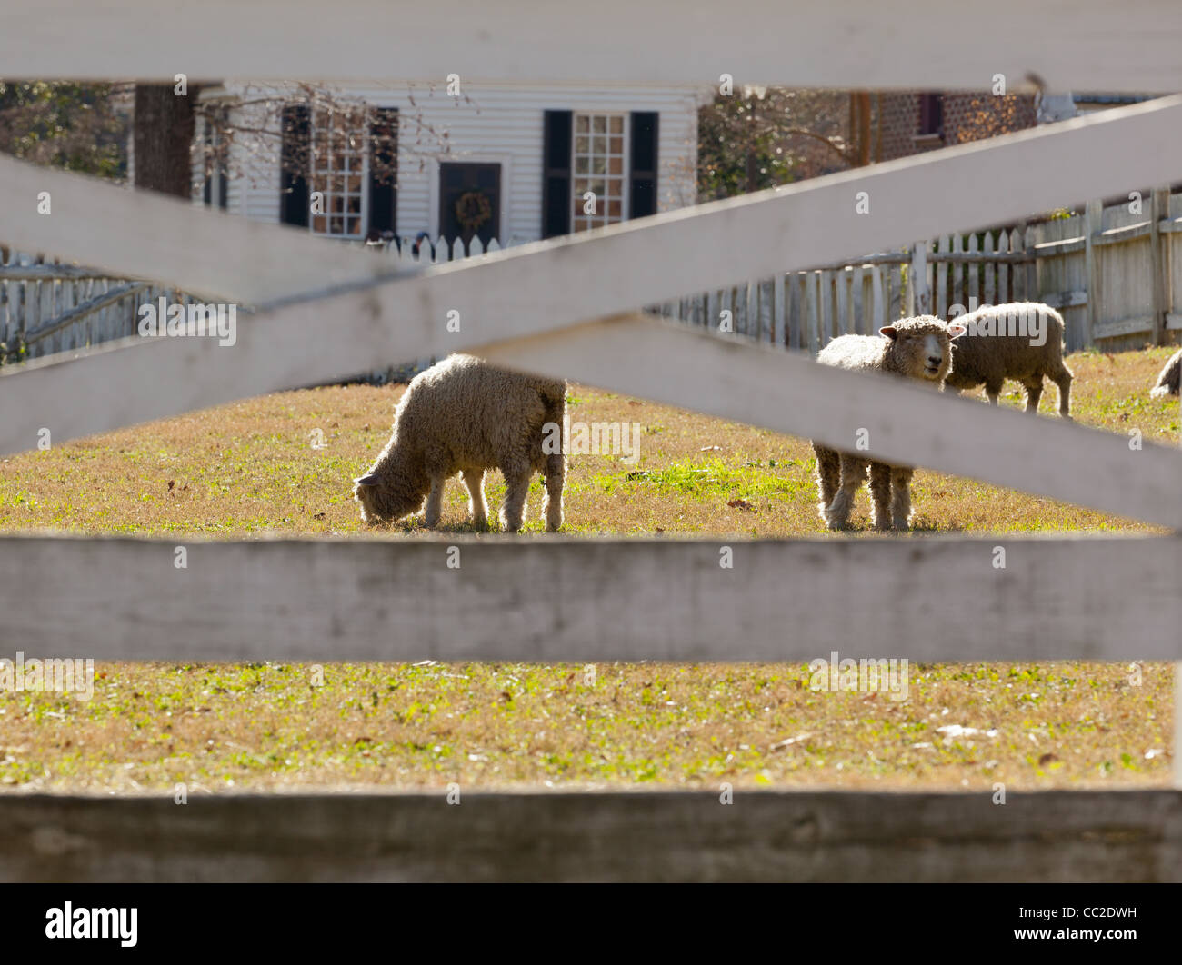 Backlit sheep in garden by houses taken through white fence Stock Photo ...