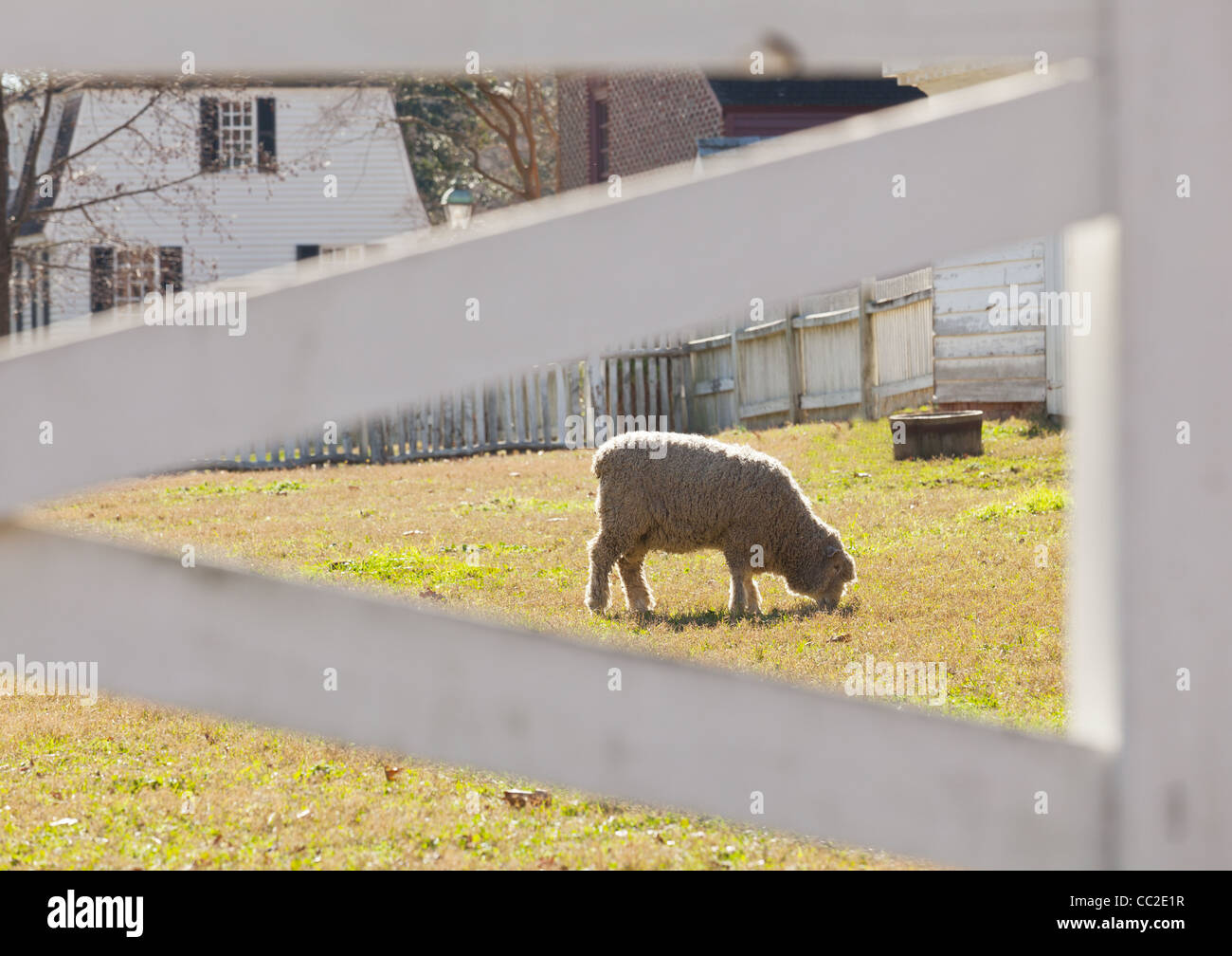 Backlit sheep in garden by houses taken through white fence Stock Photo ...