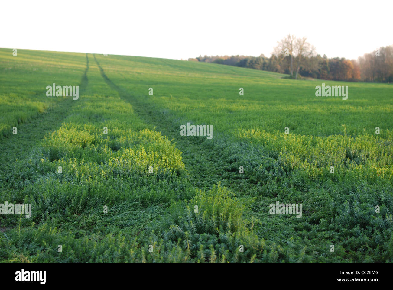 green field with track marks Stock Photo - Alamy