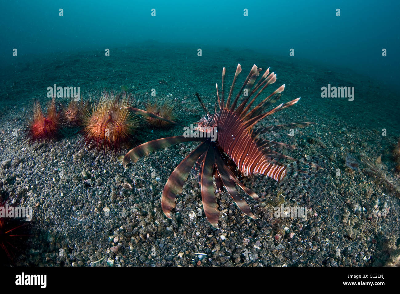 Alien fish hi-res stock photography and images - Alamy
