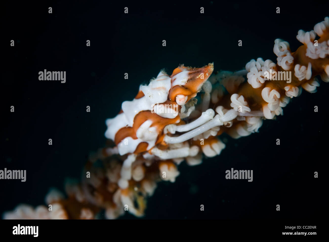 A Wire coral crab (Xenocarcinus tuberculatus) clings to its wire coral ...