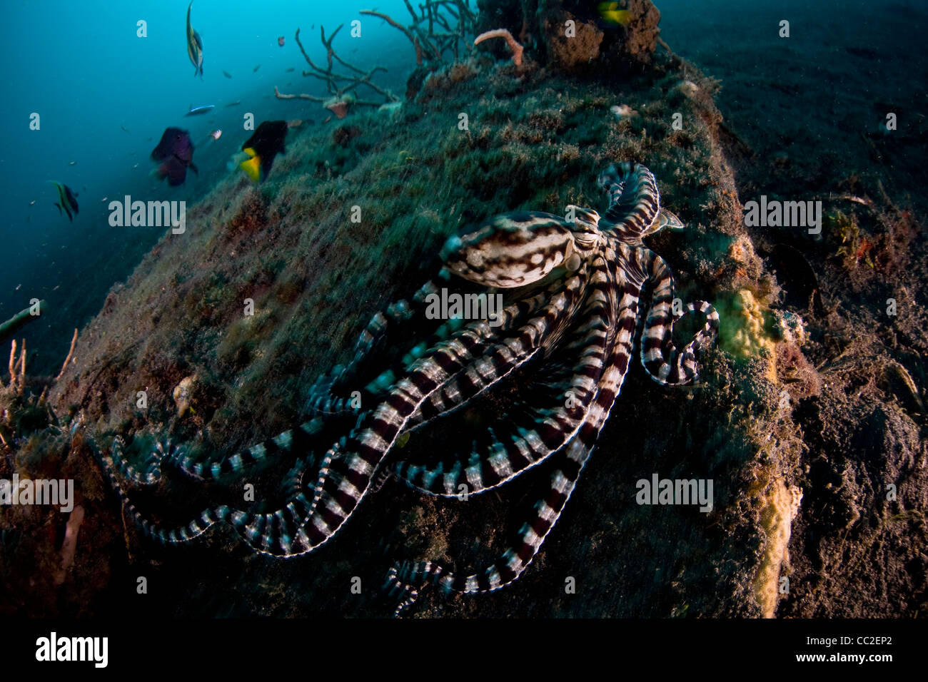A Mimic octopus (Thaumoctopus mimicus) crawls across dark, volcanic ...