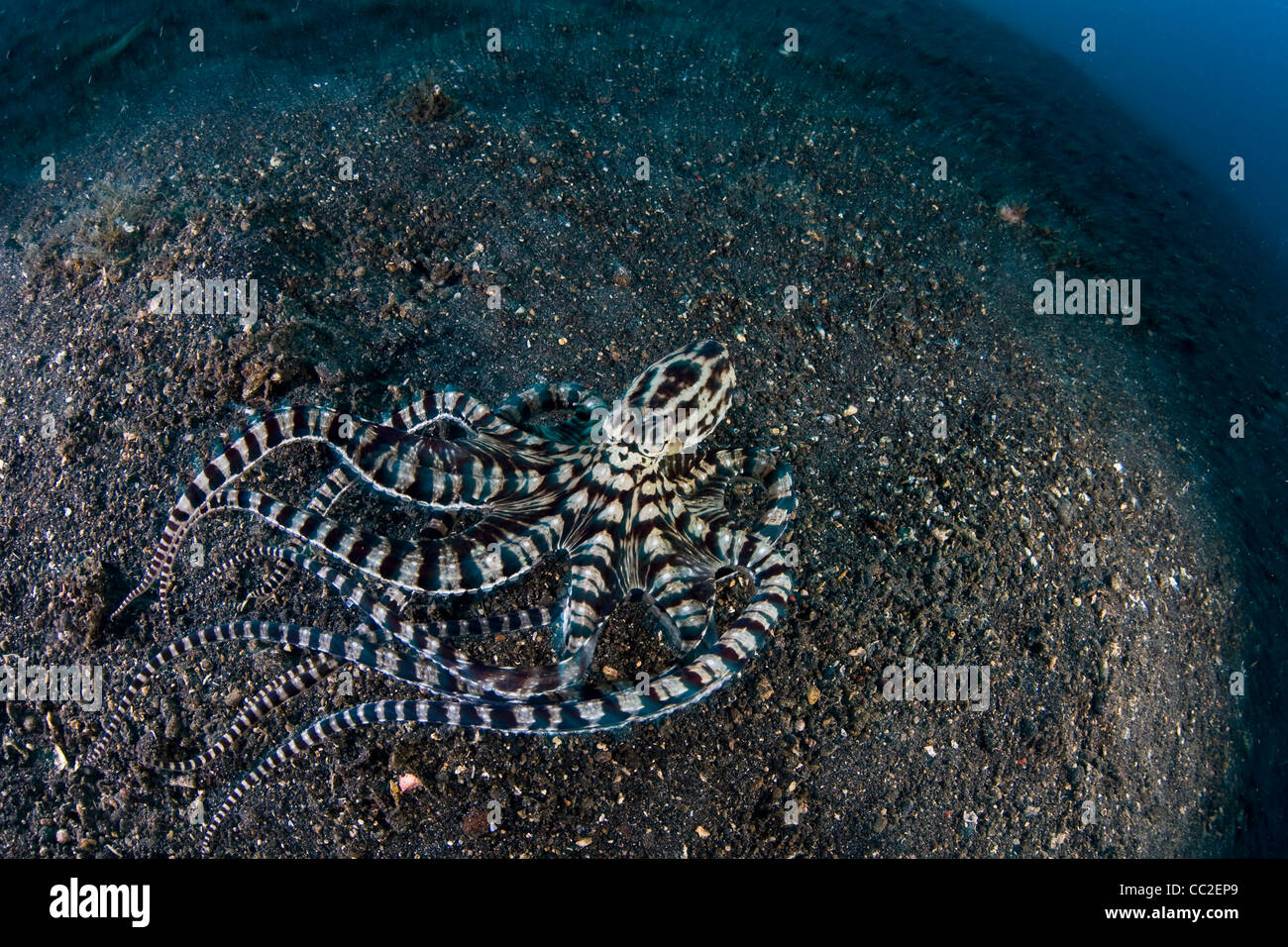 A Mimic octopus (Thaumoctopus mimicus) crawls across dark, volcanic ...