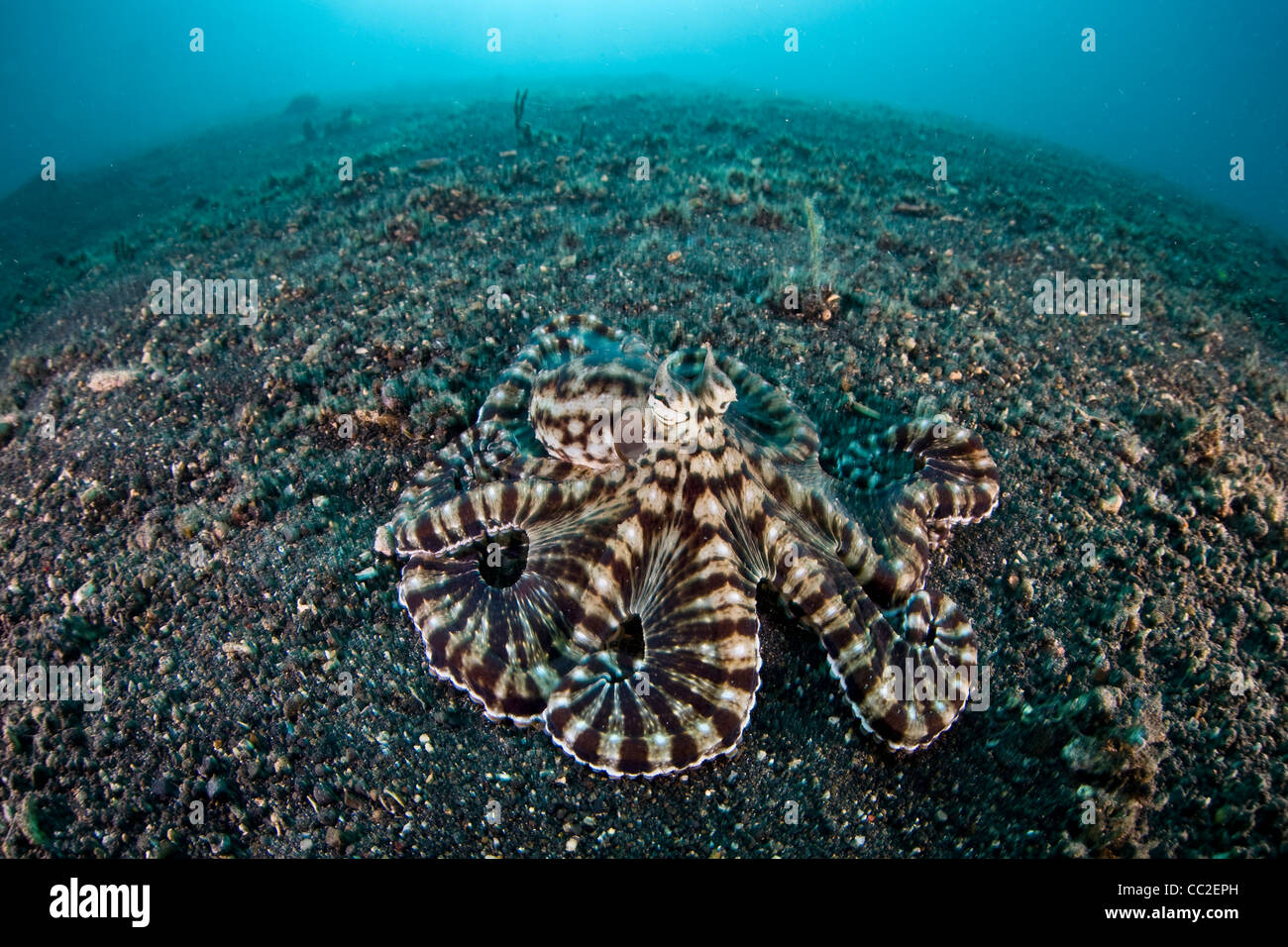 A Mimic octopus (Thaumoctopus mimicus) crawls across dark, volcanic ...