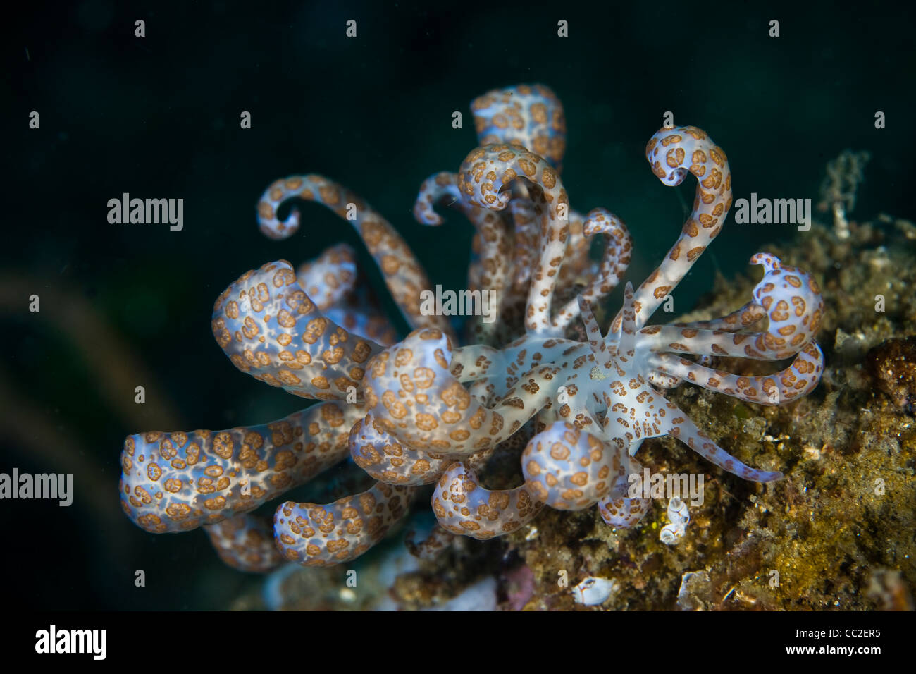 A Solar-powered nudibranch (Phyllodesmium longicirrum) crawls across a ...