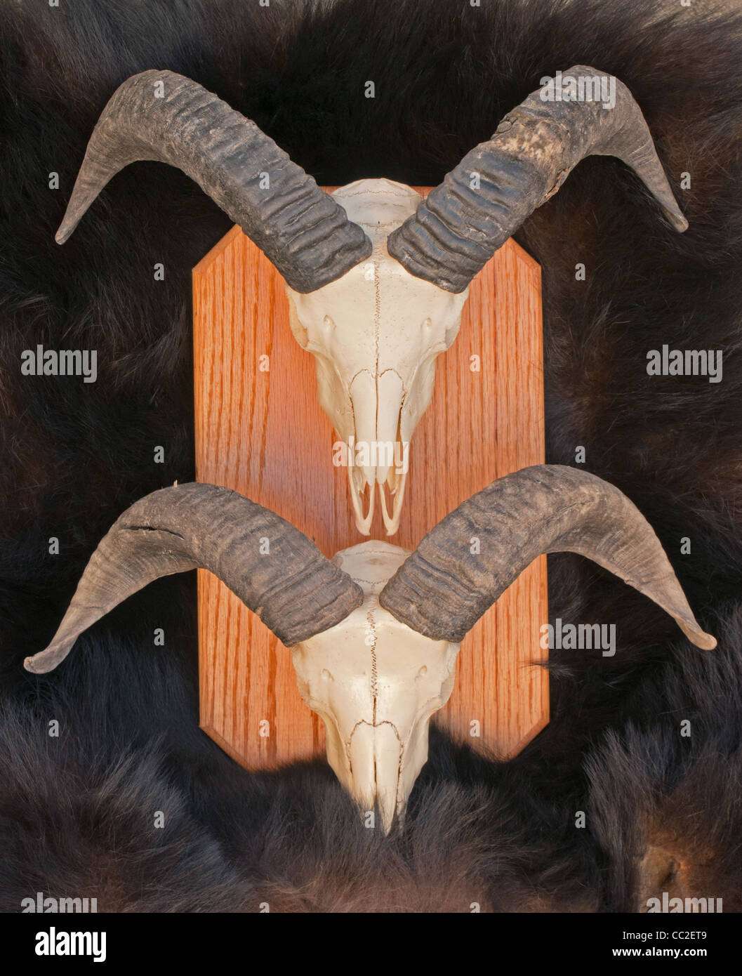 Bear skeleton hi-res stock photography and images - Alamy