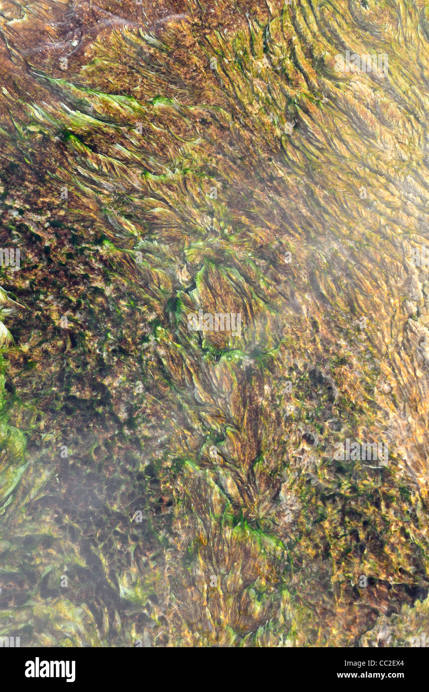 Colorful bacteria and algae growing in hot spring pool. Mammoth Hot ...