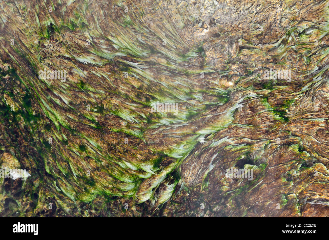 Colorful bacteria and algae growing in hot spring pool. Mammoth Hot ...