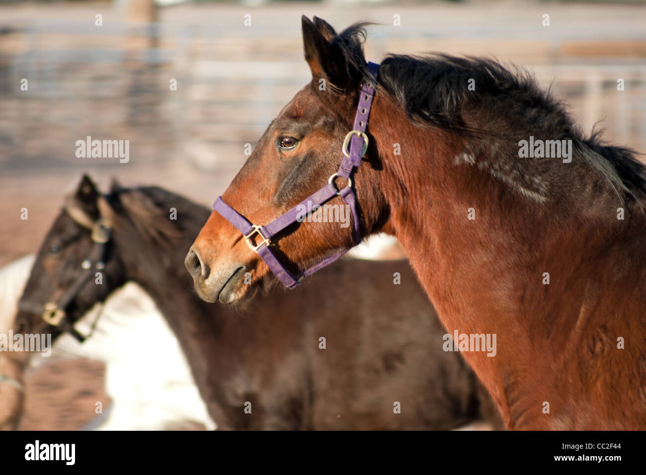horse, brown mustang side profile on blured background Stock Photo - Alamy