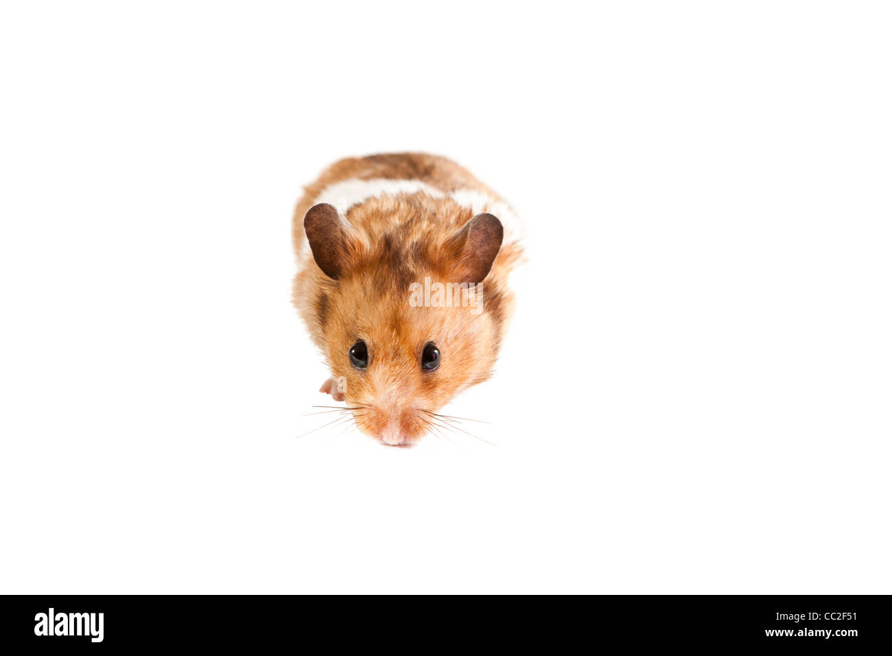 Cut out on a white background of a Golden hamster Stock Photo - Alamy