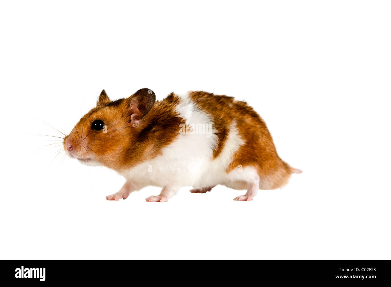 Cut out on a white background of a Golden hamster Stock Photo - Alamy