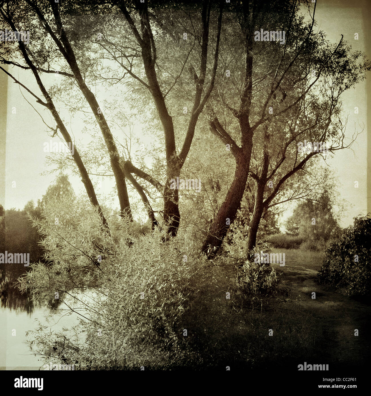 An idyllic rural scene with unspoilt countryside with trees and pond ...