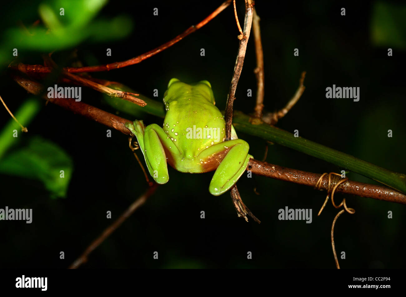 Green tree frog Litoria caerulea, rear view Stock Photo - Alamy