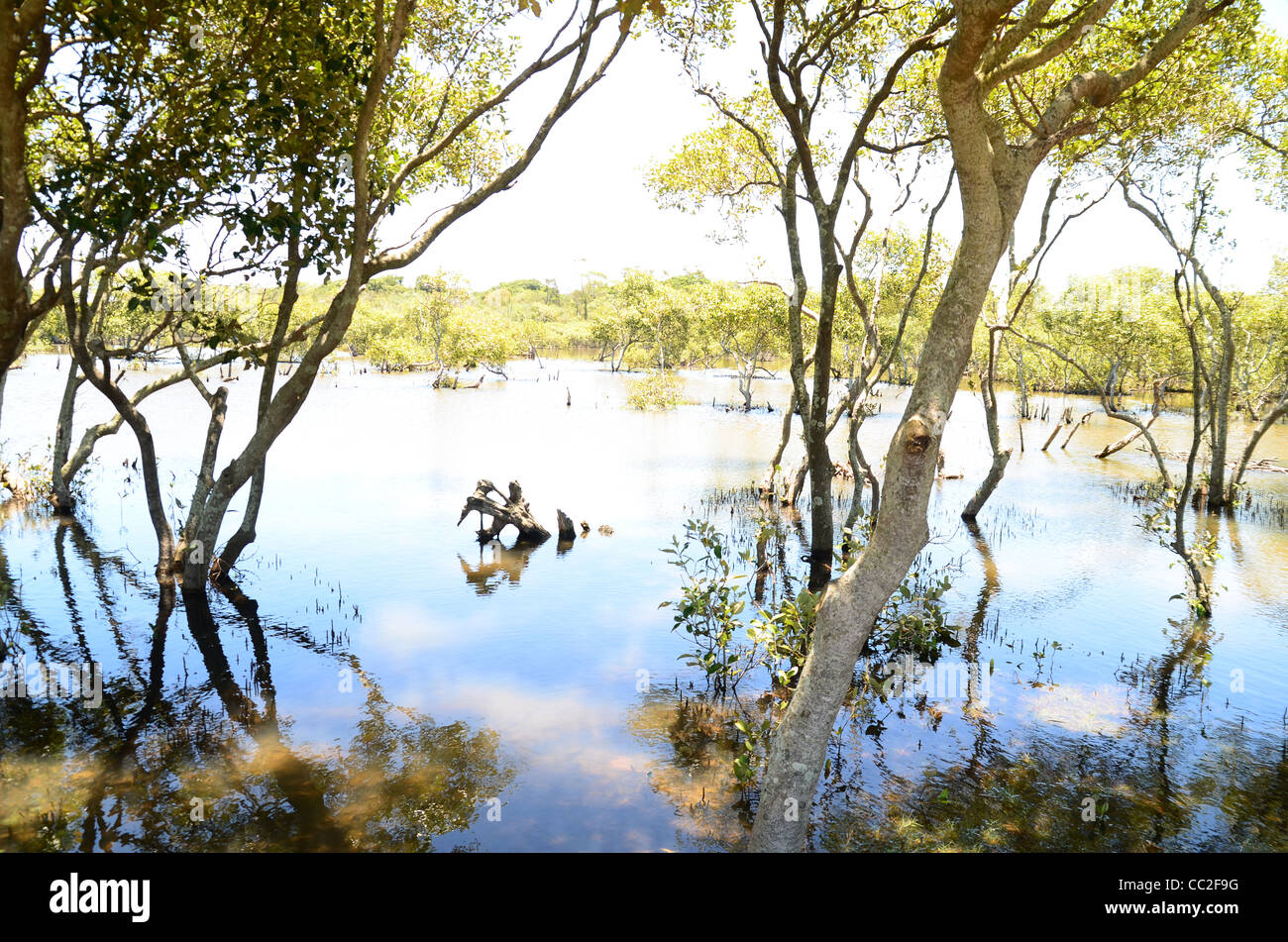 Open Mangrove swamp Avicennia marina Stock Photo - Alamy