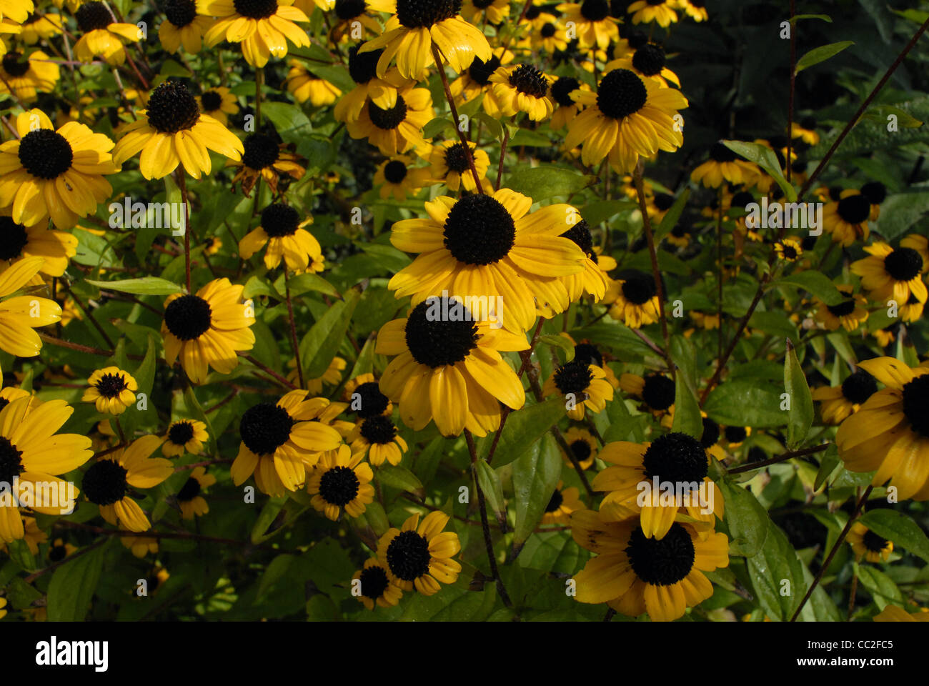 Common Flora in a Park Stock Photo - Alamy