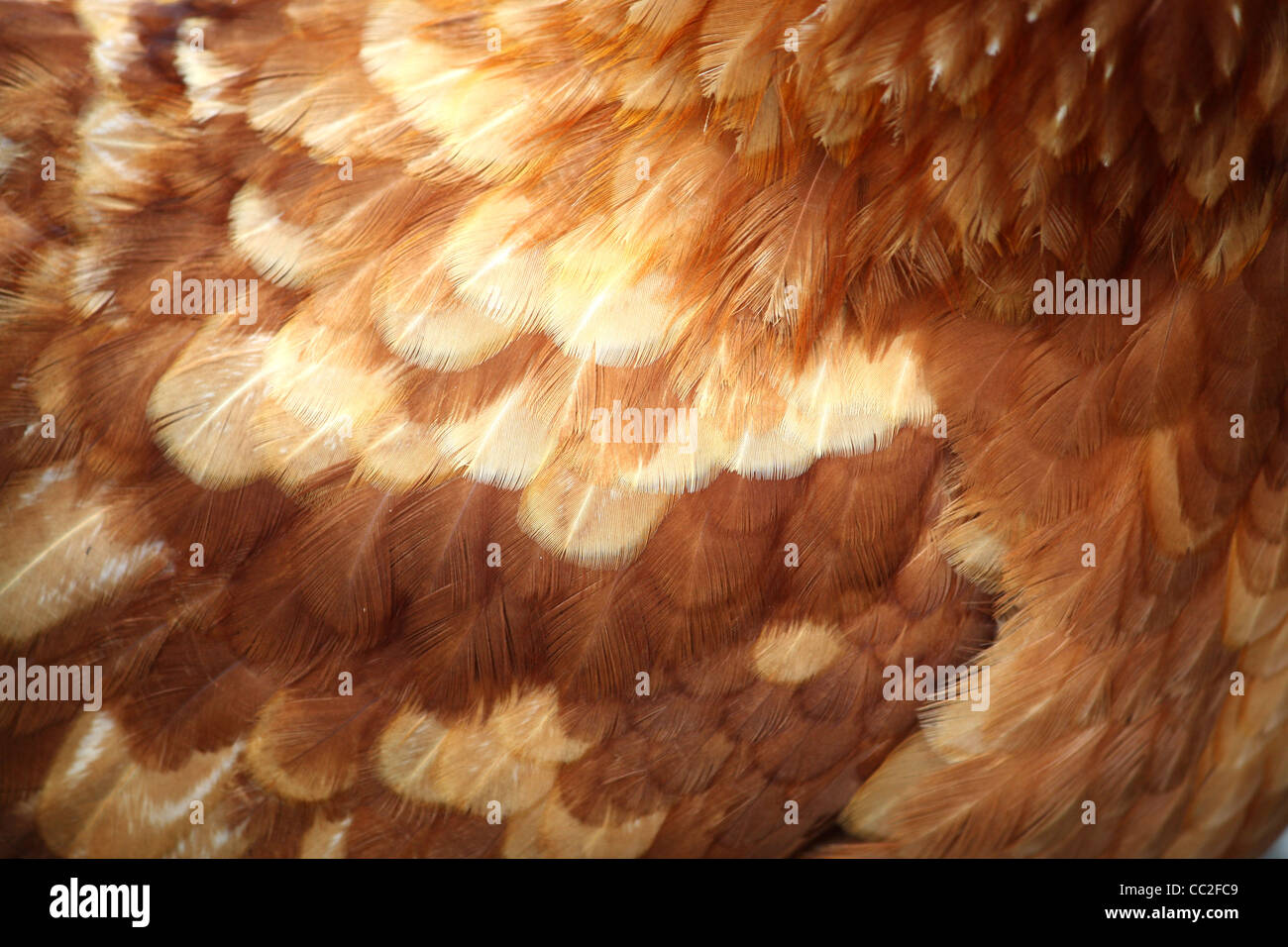Close up of a chicken's feathers Stock Photo - Alamy