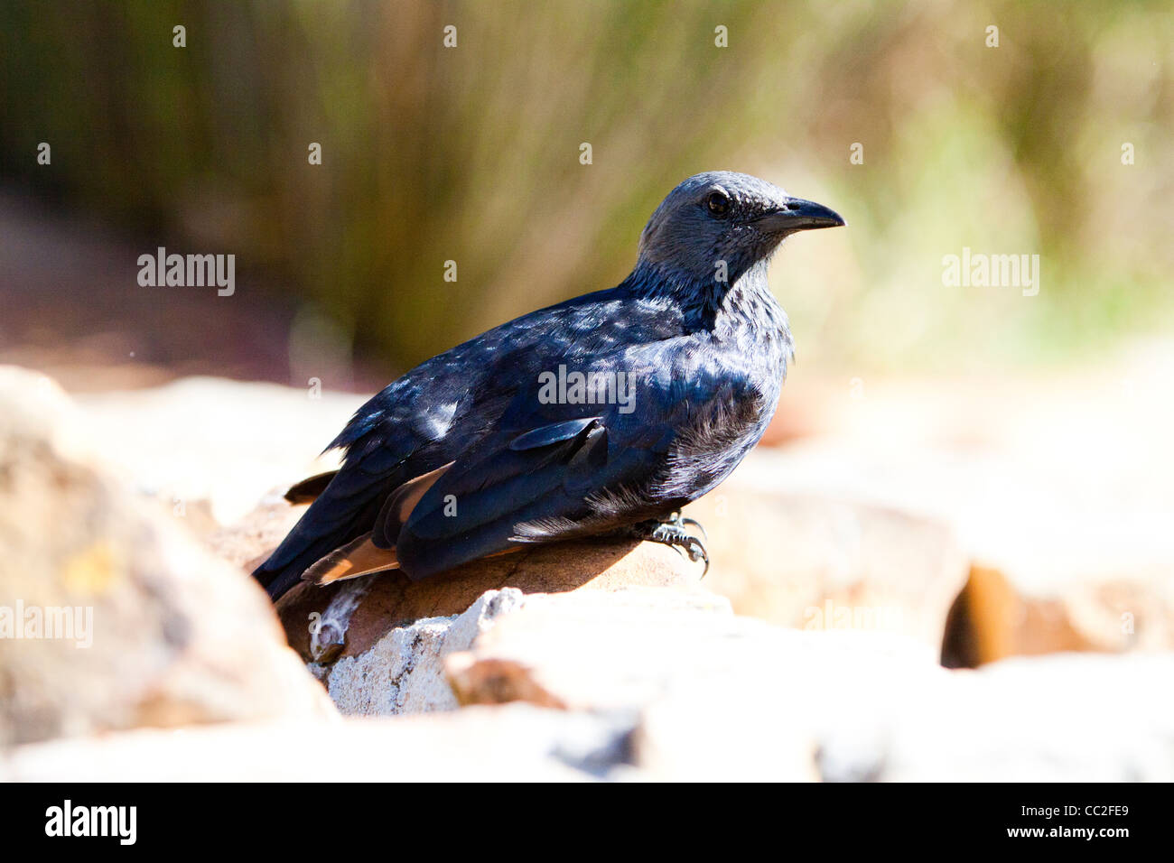 Red wing starling hi-res stock photography and images - Alamy