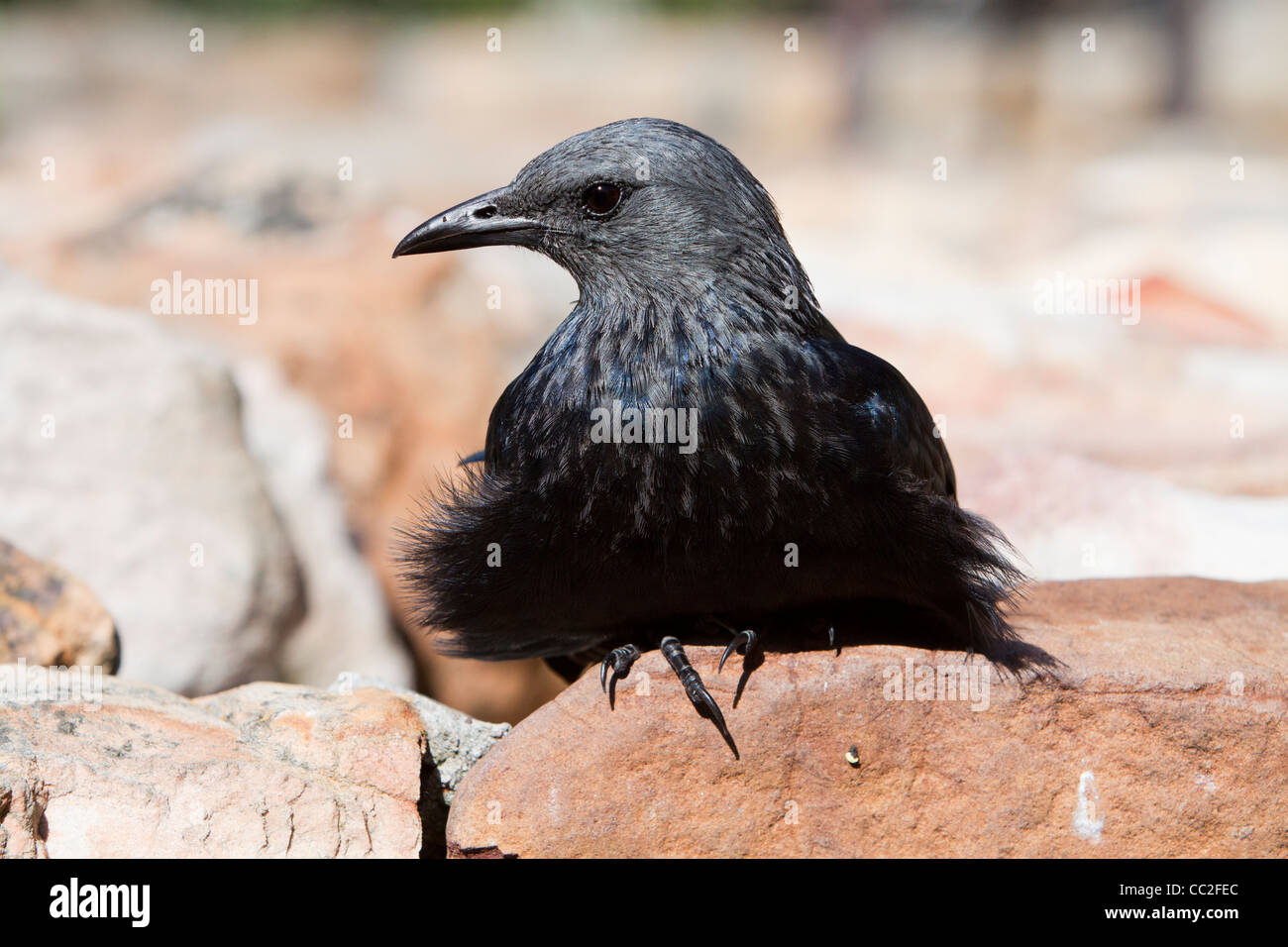 Red wing hi-res stock photography and images - Alamy