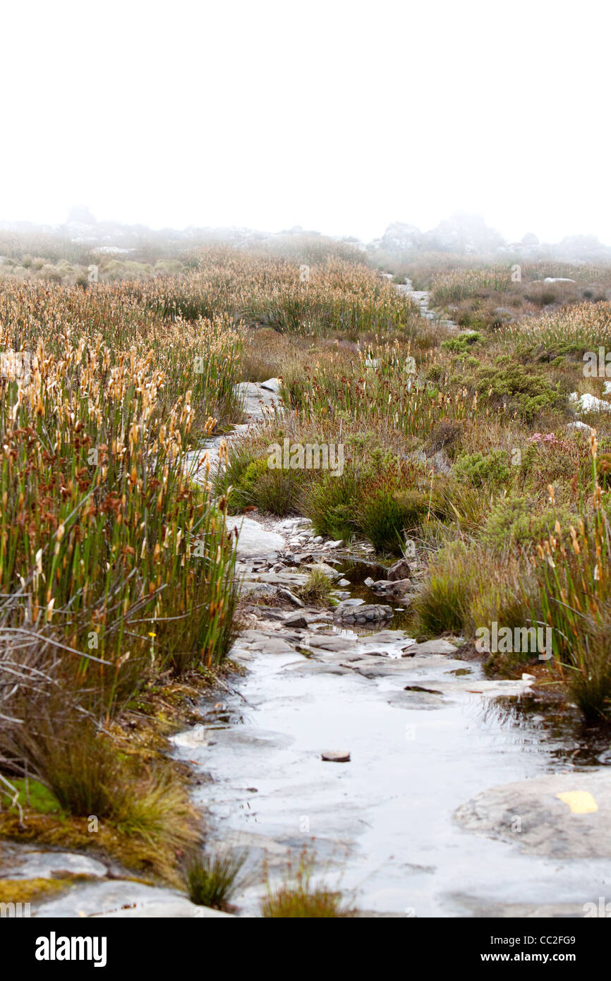 A view at the top of Table Mountain in the mist Stock Photo - Alamy