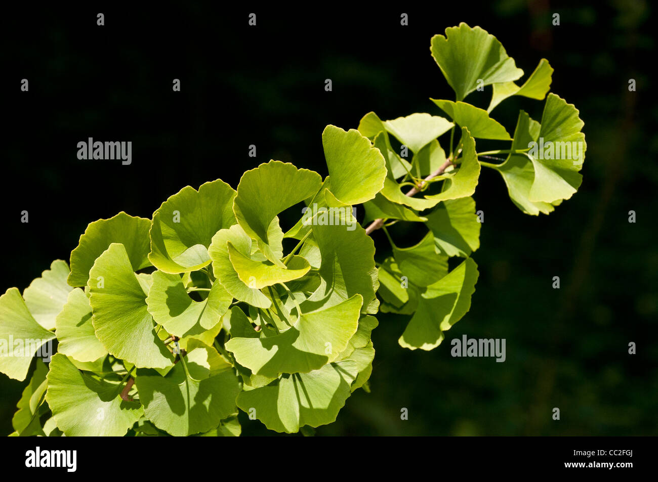 Tree ginkgo biloba princeton sentry hi-res stock photography and images ...