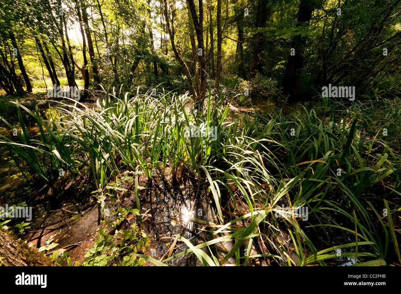 Damp woodland plants hi-res stock photography and images - Alamy