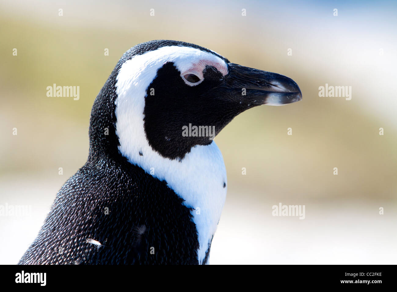 An image of the head of an African Penguin Stock Photo - Alamy