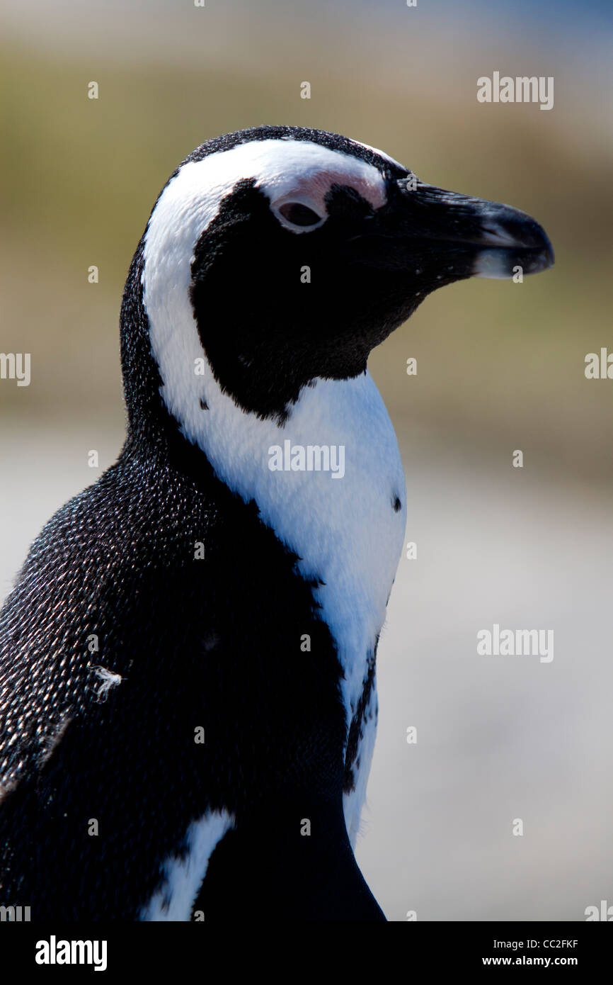 An image of the head of an African Penguin Stock Photo - Alamy