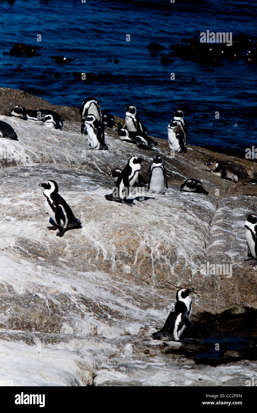 A gathering of African Penguins on some rocks Stock Photo - Alamy