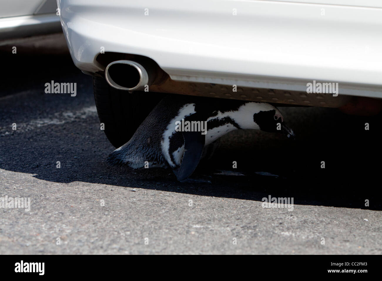 An African Penguin hiding under a car Stock Photo - Alamy