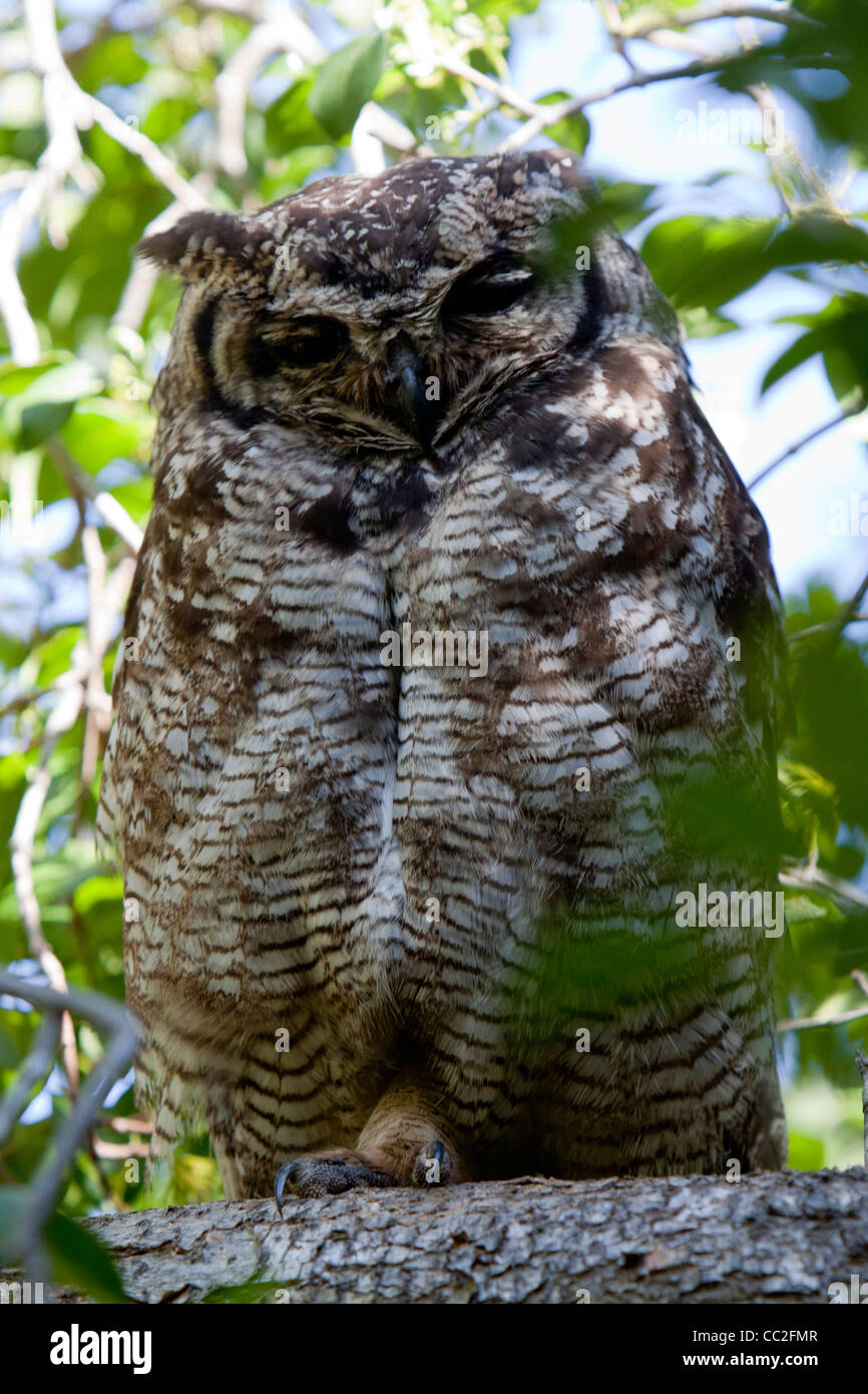 Spotted eagle owl south africa hi-res stock photography and images - Alamy