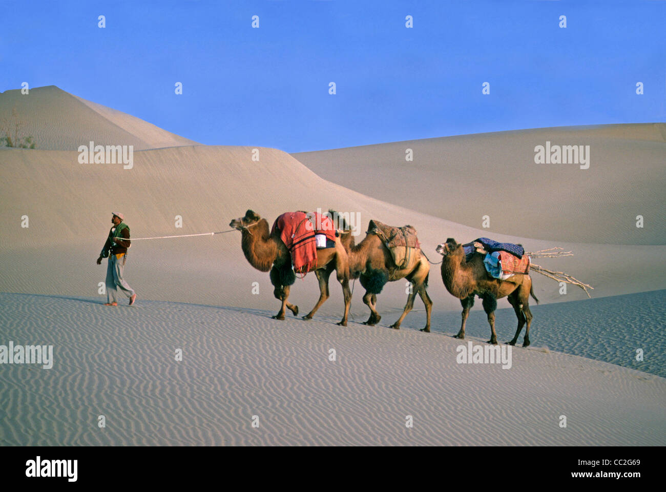 Day 5 camel driver and three Bactian camels crossing Taklamakan Desert Xinjiang China Stock ...