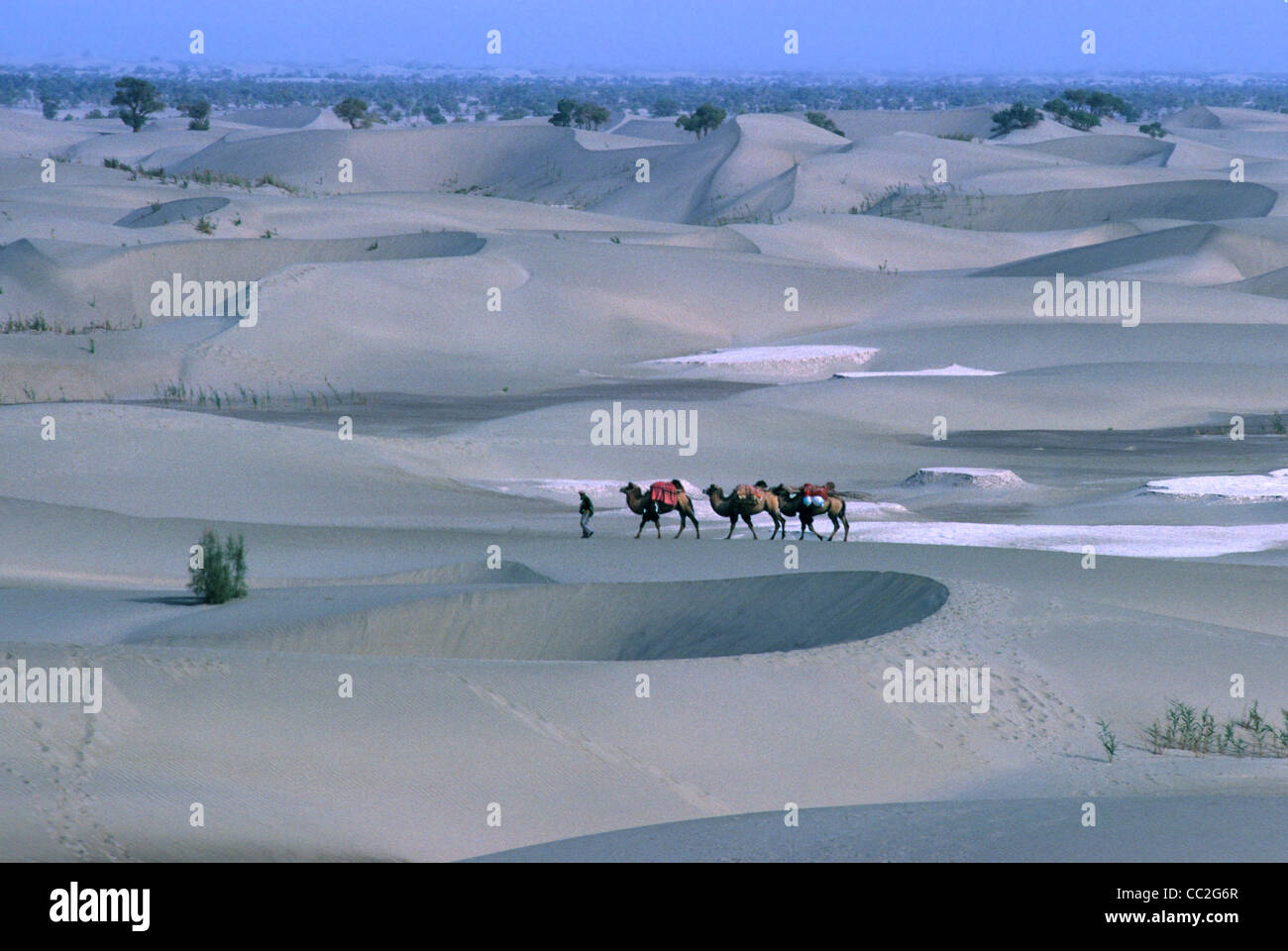 Camels Taklamakan Desert High Resolution Stock Photography and Images - Alamy