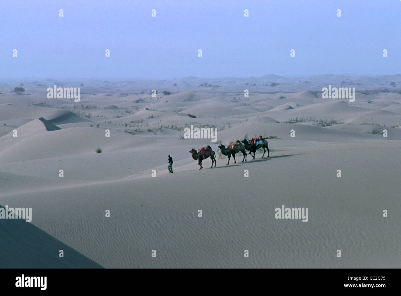 Day three camel driver and three Bactian camels crossing remote Taklamakan Desert Xinjiang China ...