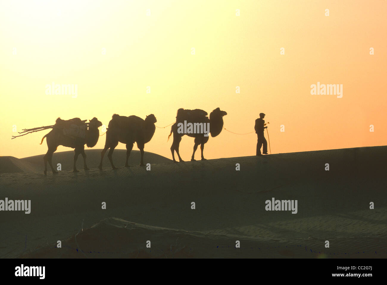 Camel driver and three Bactian camels crossing Taklmakan Desert Xinjiang China Stock Photo - Alamy