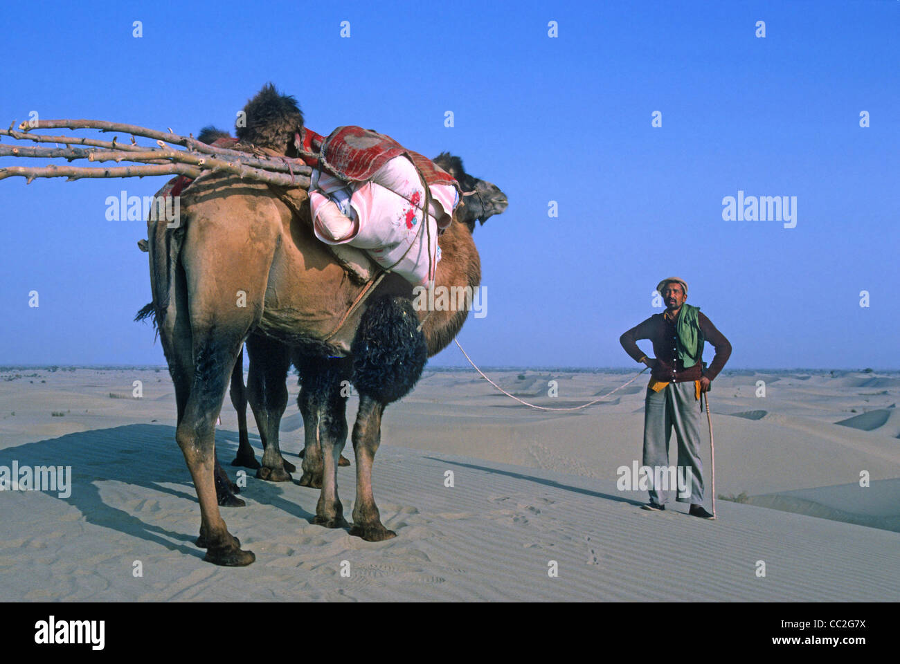 Pack of camels hi-res stock photography and images - Alamy