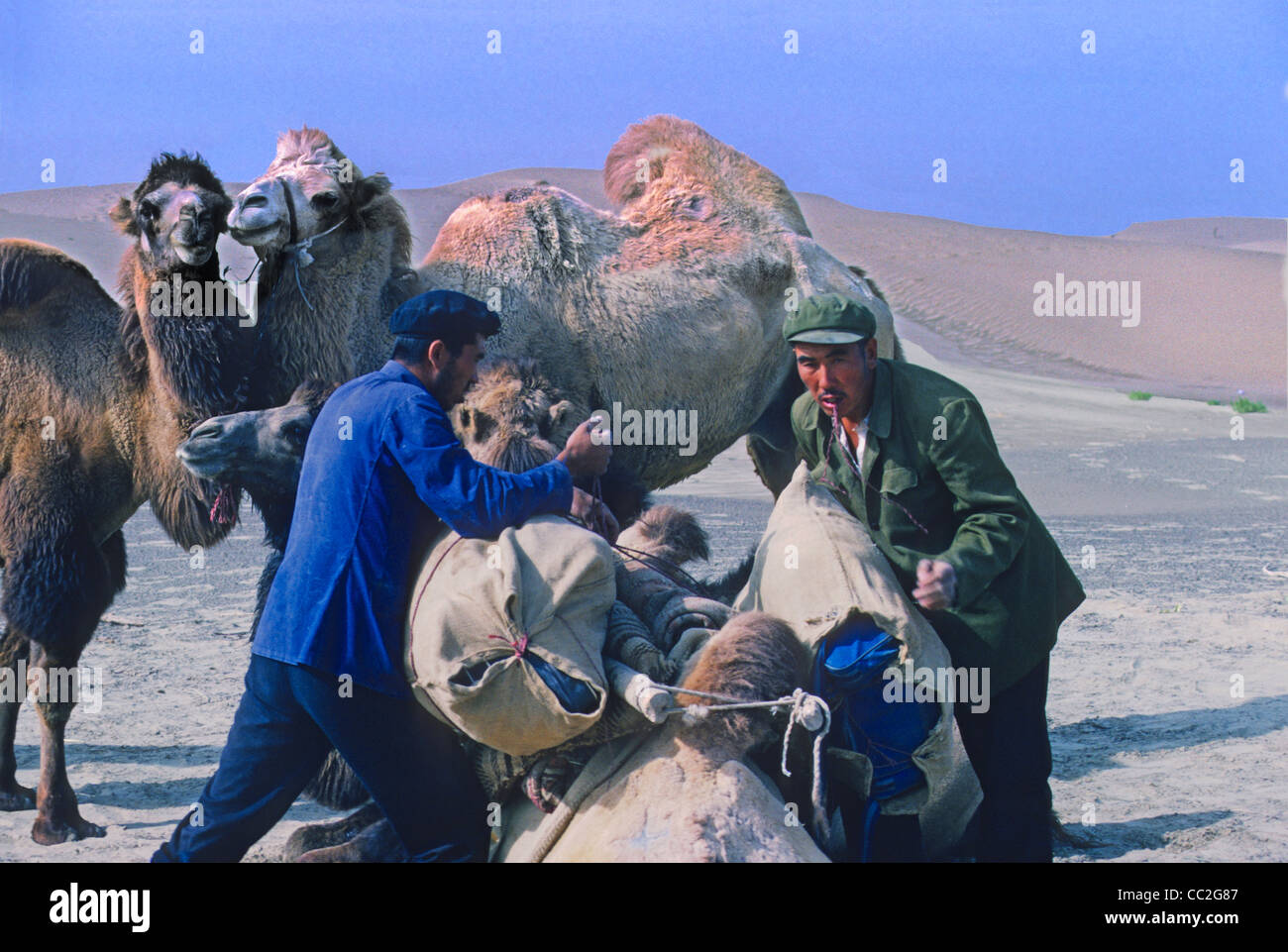 Loading Bactrian camels for crossing Taklamakan Desert Xinjiang China Stock Photo - Alamy