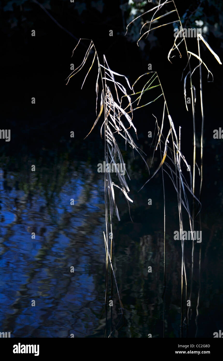 Stream reeds hi-res stock photography and images - Alamy