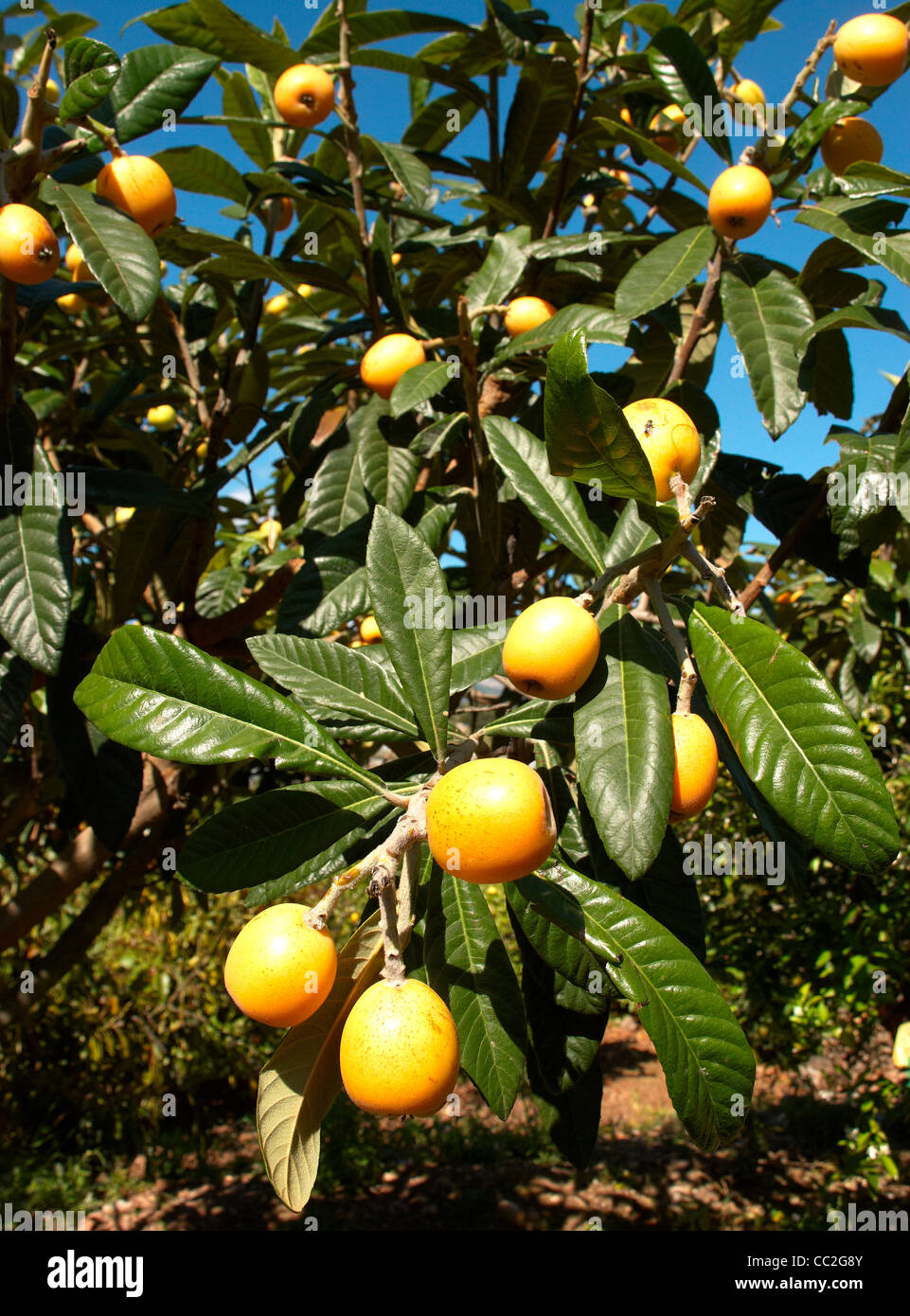 Loquat tree loaded with ripe fruit to pick Stock Photo - Alamy