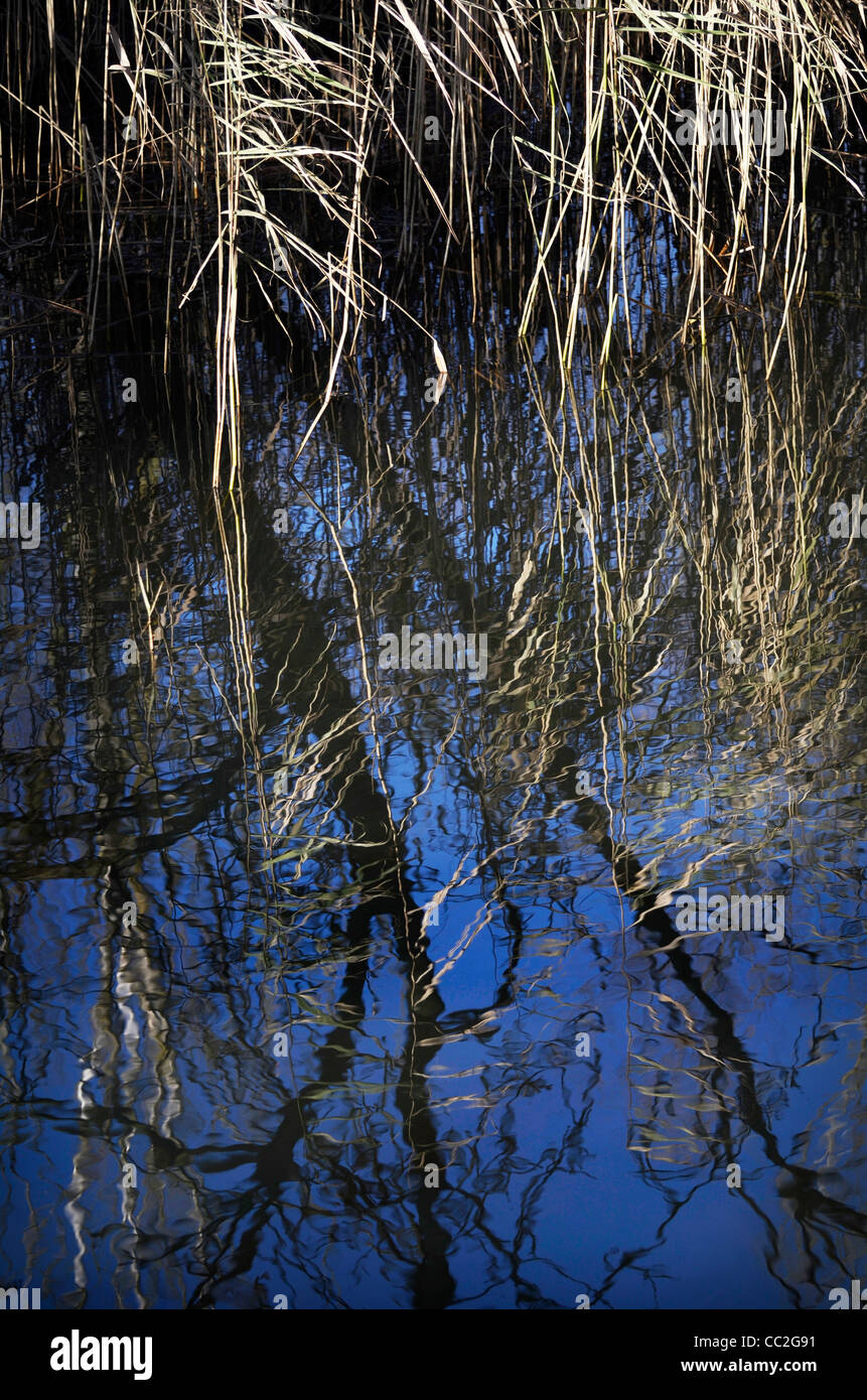River and reeds and uk hi-res stock photography and images - Alamy