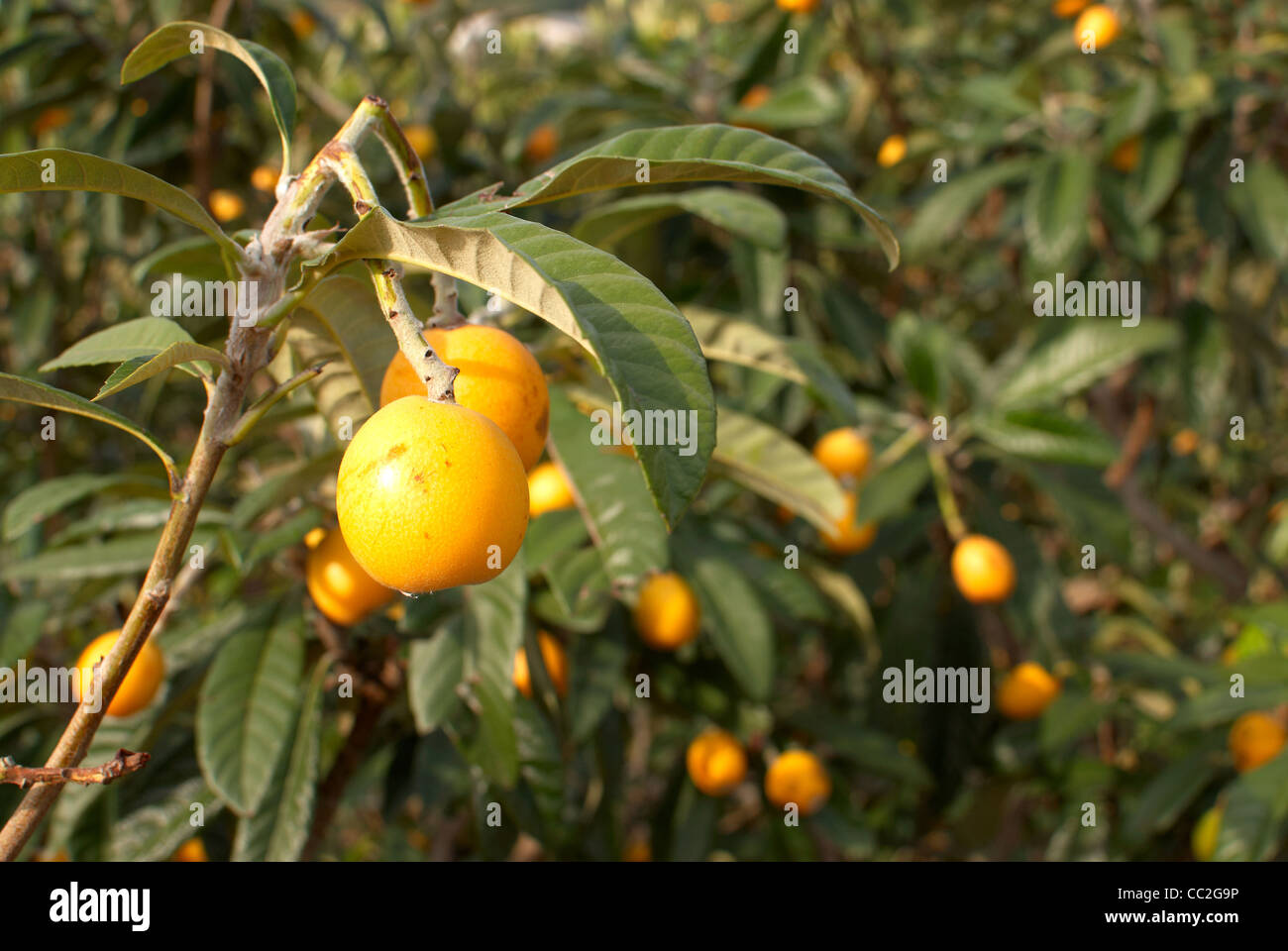 A tree full with ripe loquats ready to pick Stock Photo - Alamy