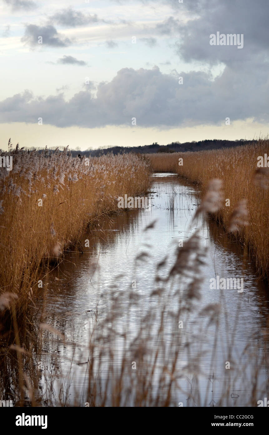Drainage ditch with reed hi-res stock photography and images - Alamy