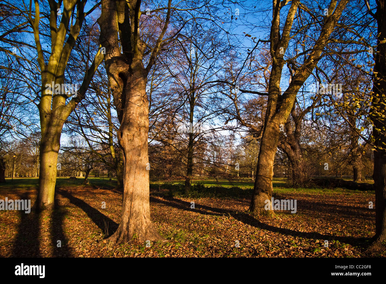 Trees in Cassiobury park at winter time Stock Photo - Alamy