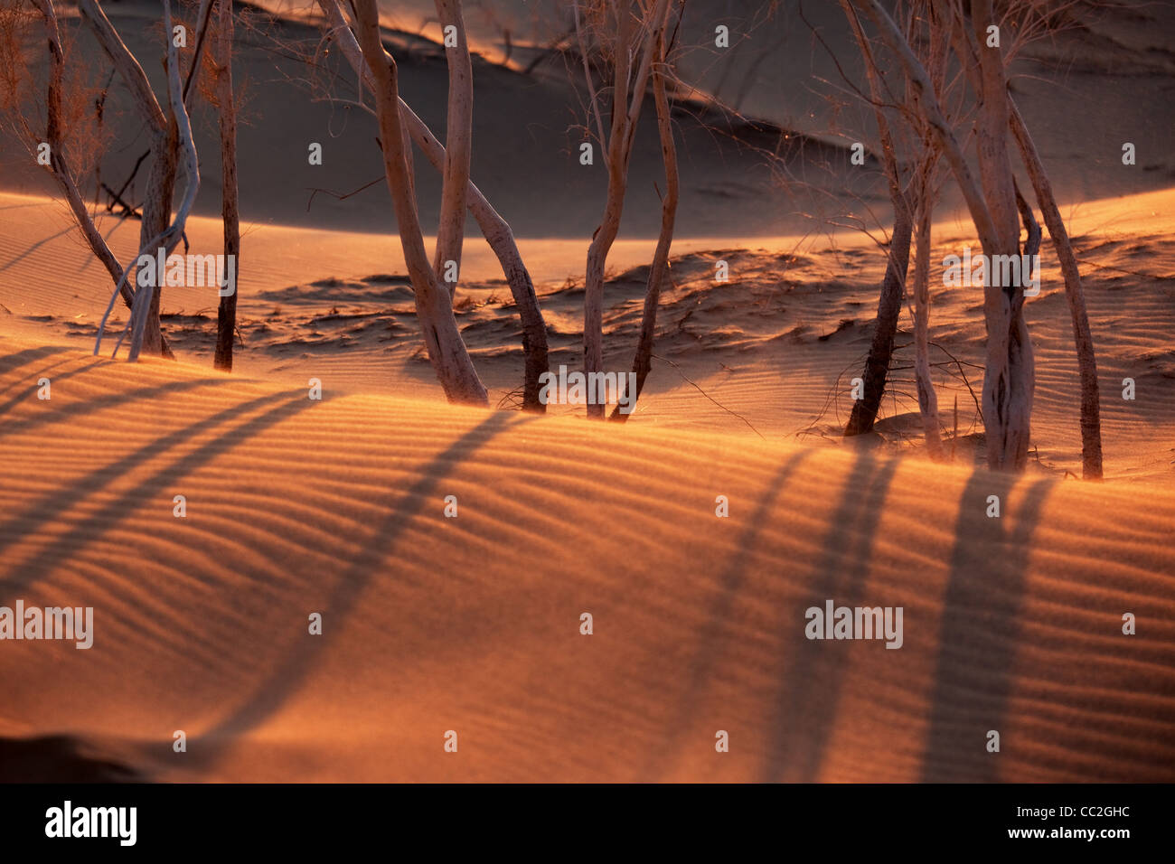 Desert sand dunes at sunset hi-res stock photography and images - Alamy