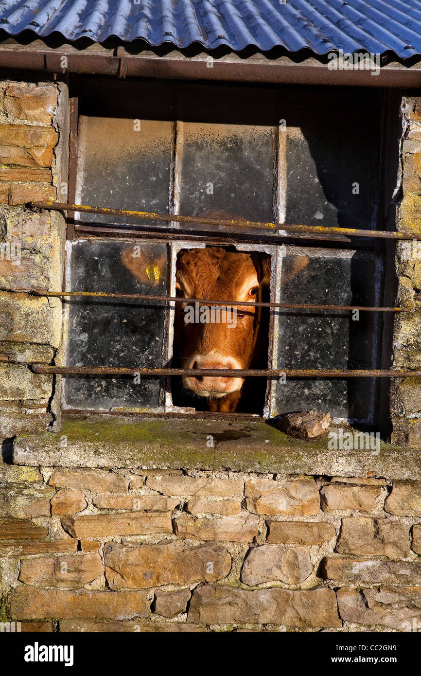 Wintering cattle hi-res stock photography and images - Alamy
