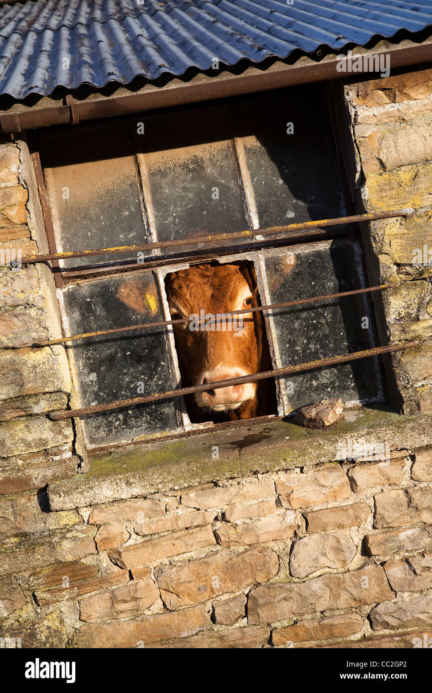 Wintering cattle hi-res stock photography and images - Alamy