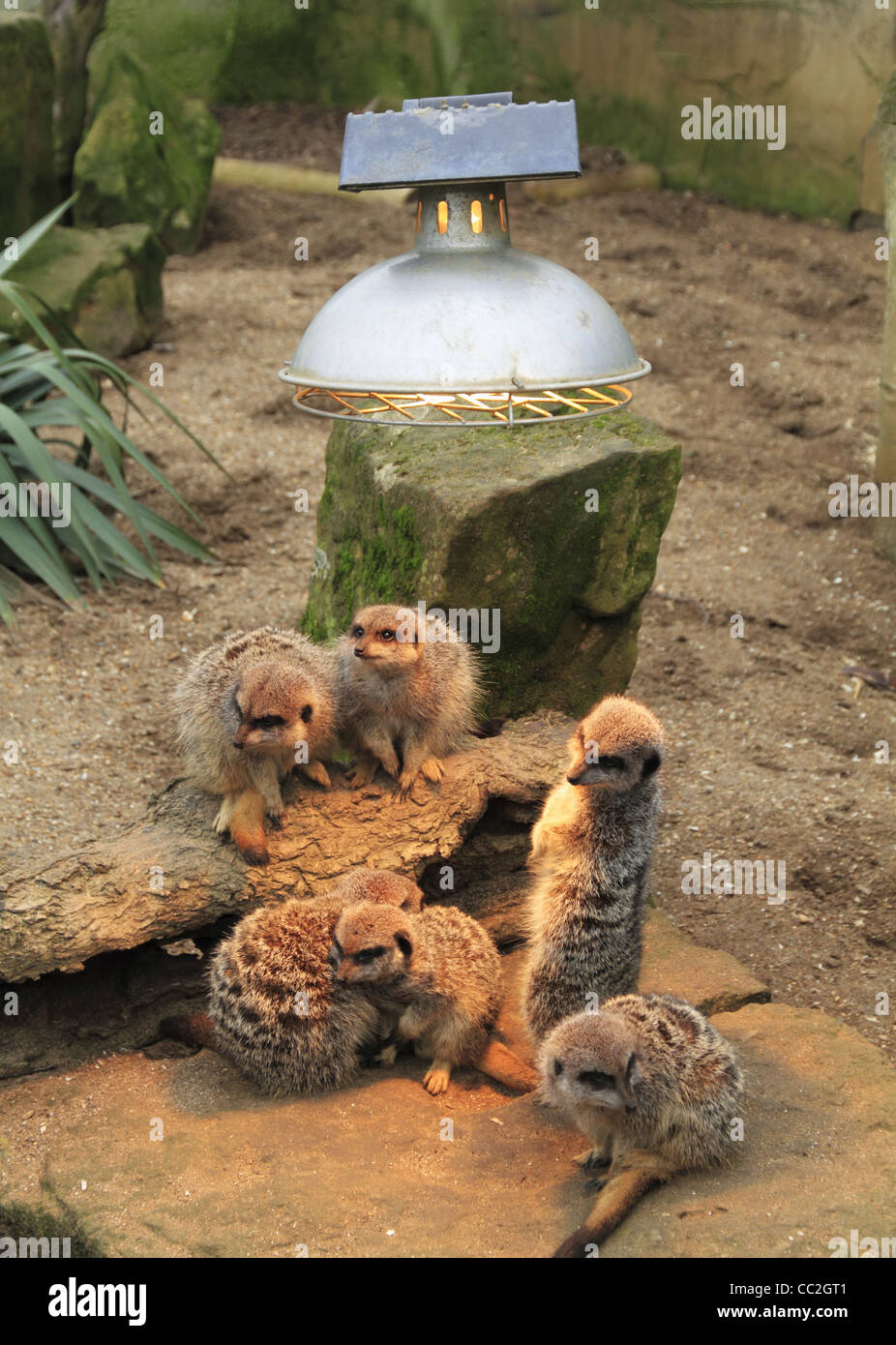 Meerkats (Suricata suricatta) keep warm under an incubation lamp in ...