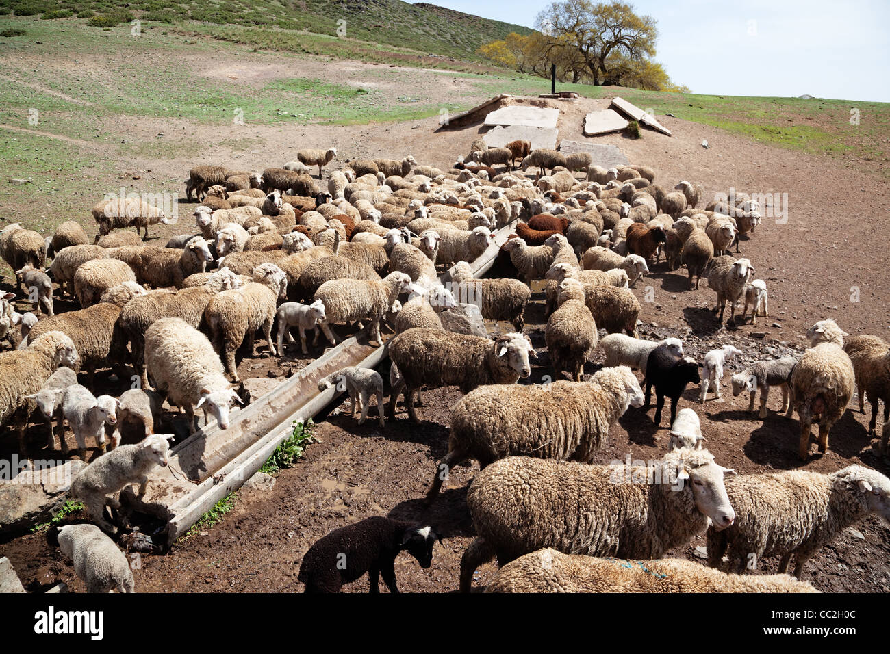 Sheep watering on the farm Stock Photo - Alamy