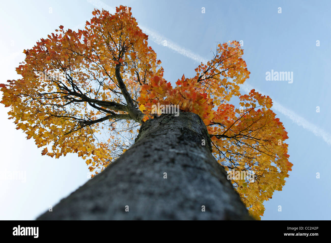 looking up to colourful maple tree in the fall Stock Photo - Alamy