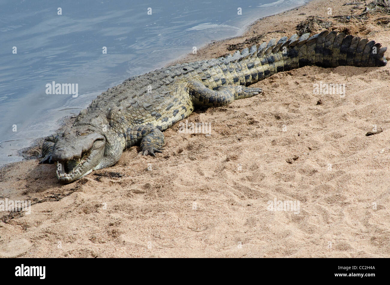 Nile croc hi-res stock photography and images - Alamy