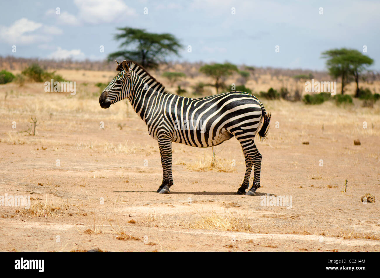 Zebra in the Ruaha National Park, Tanzania Stock Photo - Alamy